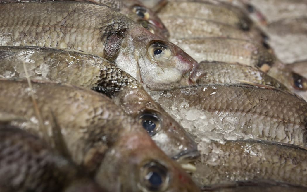 Fishing industry 'rolls with punches' on tarakihi catch 10 percent cut ...