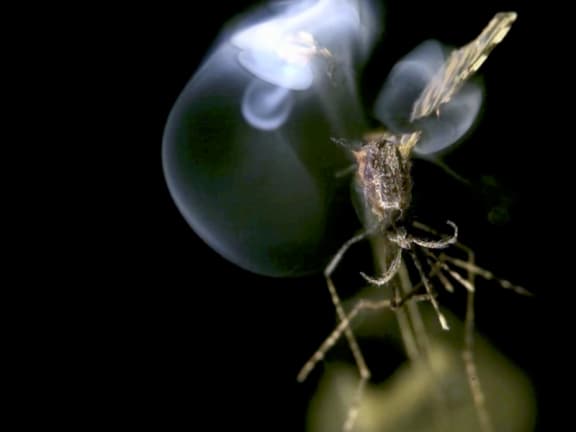 Laser strike: controlling insects using lasers | RNZ