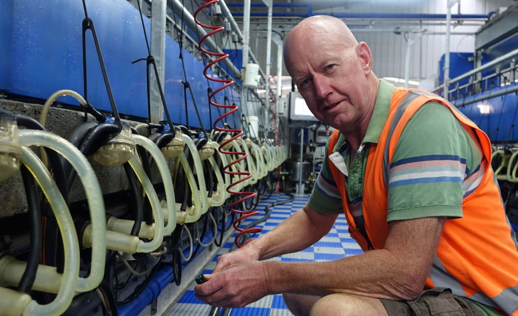 Mooove over cows, sheep milking on the rise | RNZ News