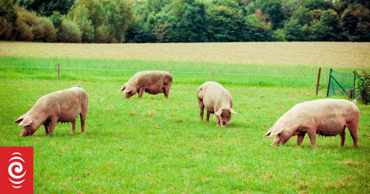 Govt lockdown purchase brings home the bacon for food banks | RNZ
