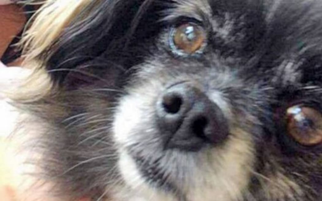 Dog attack robs widower, 83, of beloved 'Buddy' | RNZ News