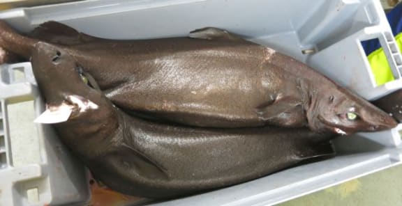 Spookfish and Other Deep Sea Sharks | RNZ