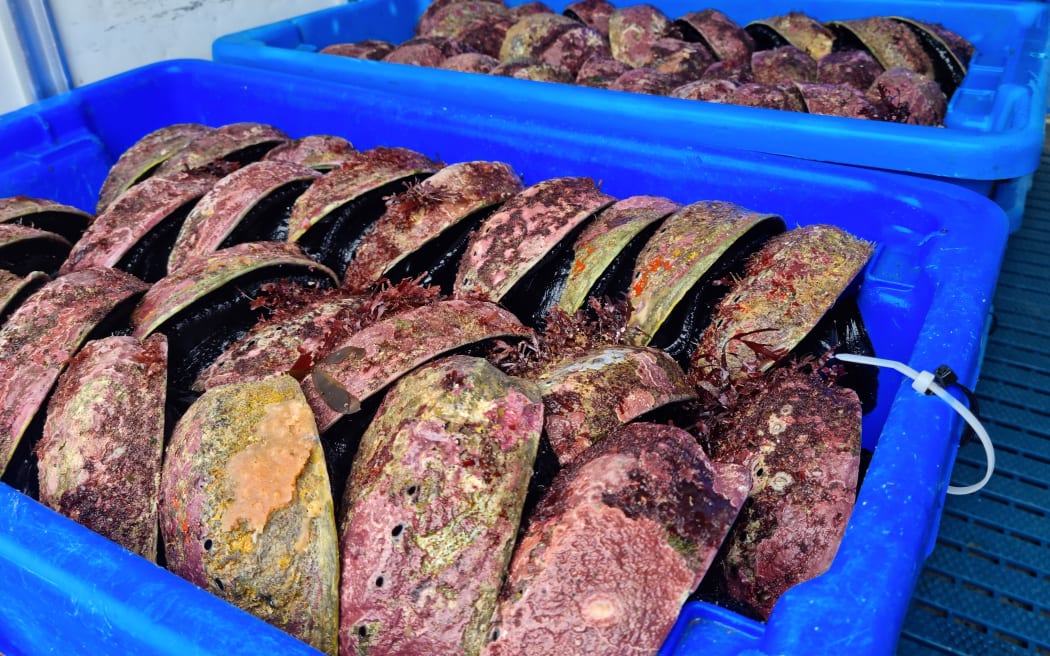 Pāua fishing in Kaikōura: Public urged to gather 'for a feed, not the ...