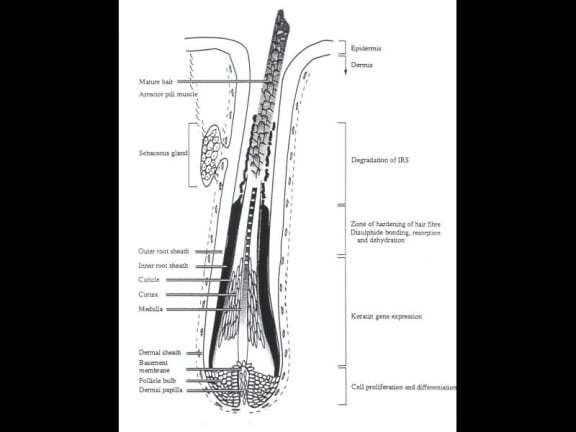 The Role of Hair | A Gallery from Nights | RNZ National