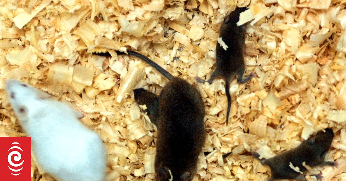 NZ software could scupper mouse outbreaks | RNZ News