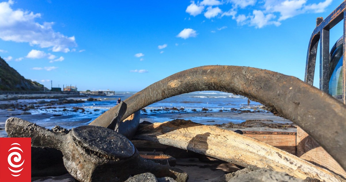 Whale graveyard discovered on the Kaikōura coast | RNZ News