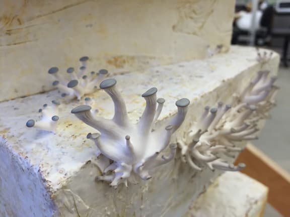 Constructing with mycelium | A Gallery from Saturday Morning | RNZ National