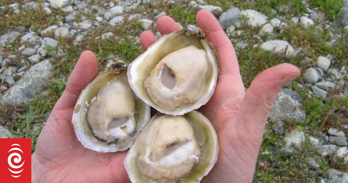 Oyster parasite bonamia ostreae discovered in Foveaux Strait | RNZ News