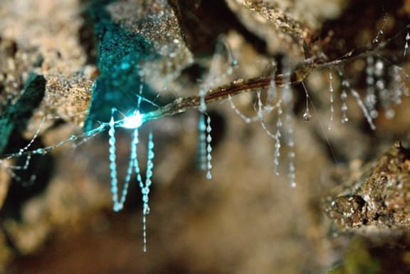 Unlocking the secret of the glowworm’s shine | RNZ