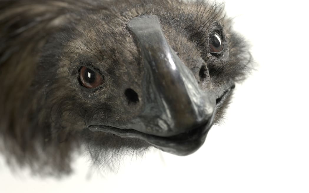 How did ancient moa survive the ice age – and what can they teach us ...