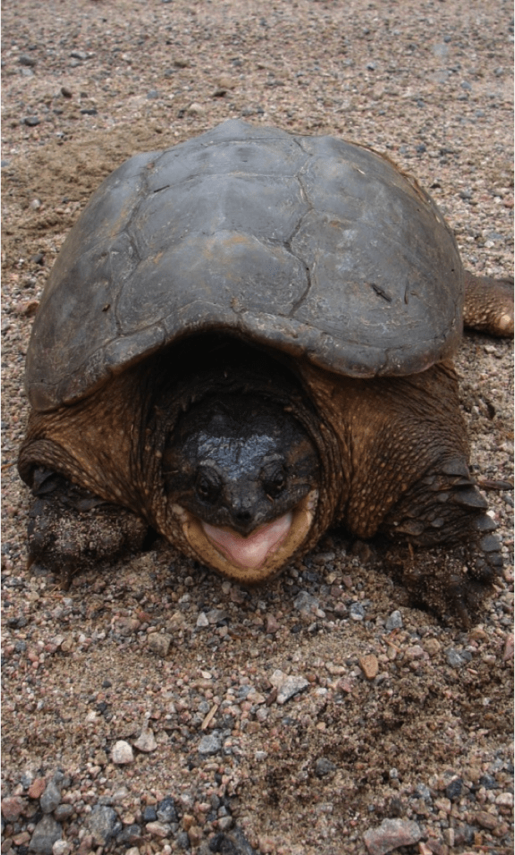 Snapping Turtles | A Gallery from Afternoons | RNZ National