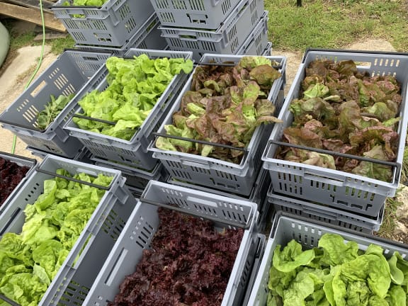 Building a Māori Garden in East Auckland | RNZ