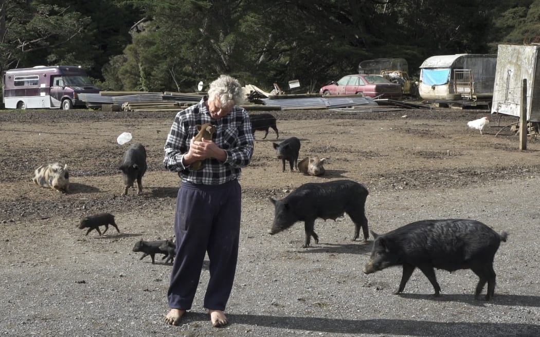 Coromandel man condemned to 'house arrest' to protect pigs from torture ...