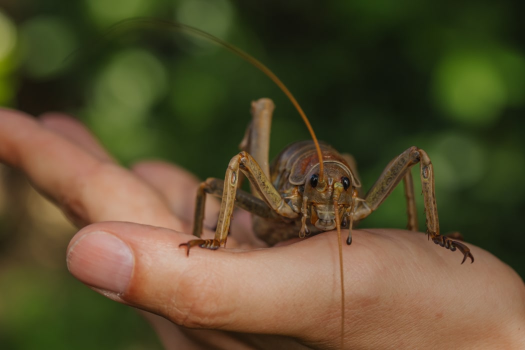 Wētā poo needed for bush regeneration on Hauraki Gulf islands | RNZ