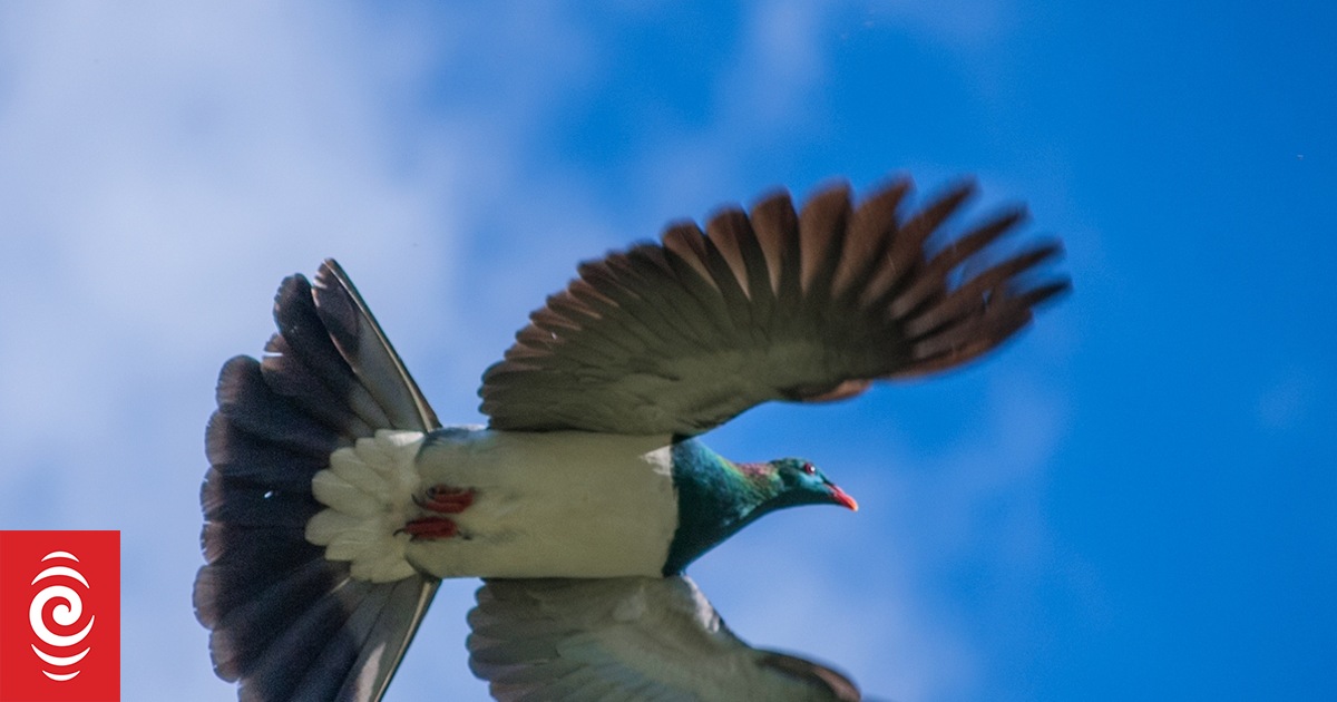 NZ in a flutter over Bird of the Year | RNZ