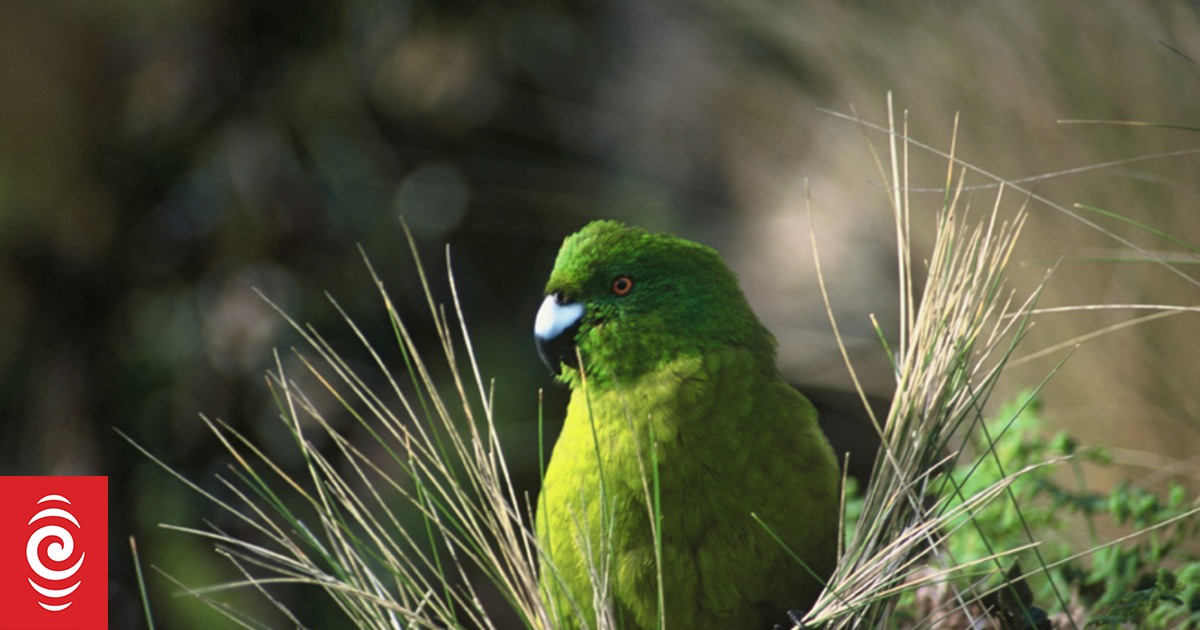 Critter of the Week | RNZ