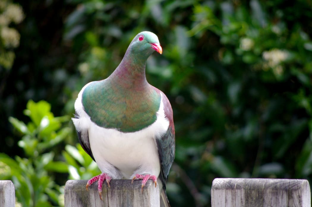 Kererū wins Bird of the Year | RNZ News
