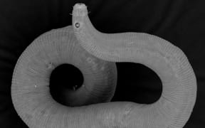 Newly discovered invasive Gold clam can produce 400 offspring a day ...