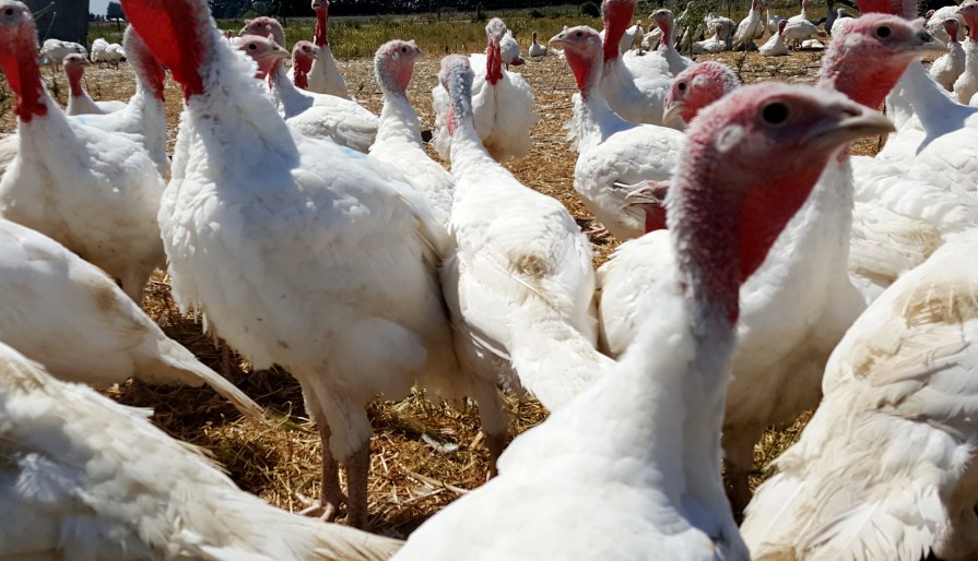 Talking Turkey | RNZ