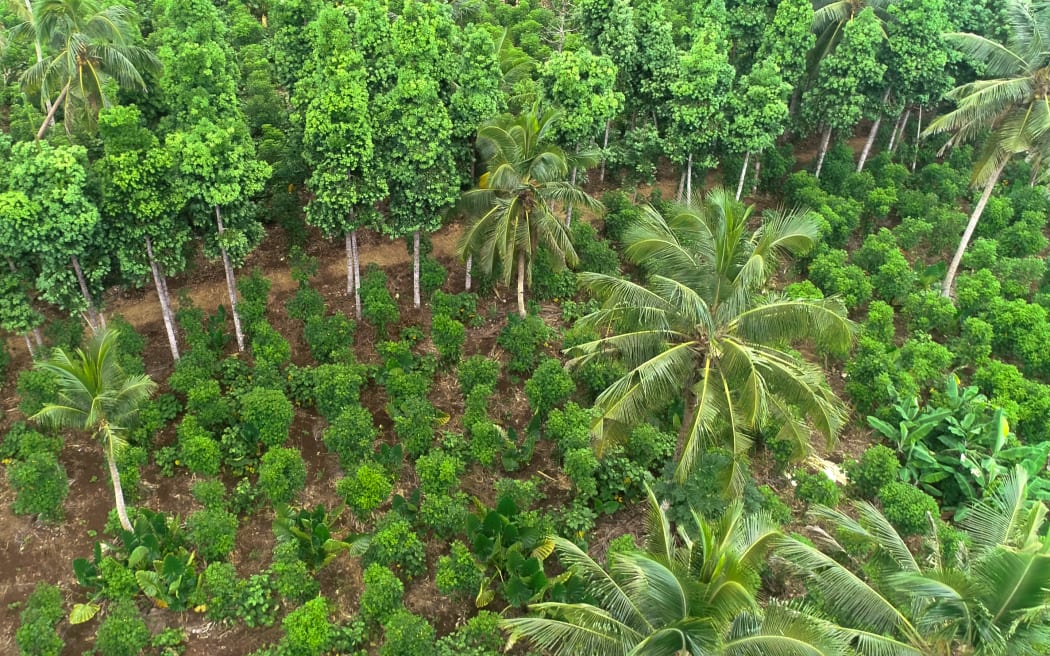 Tonga's vanilla crops show promise after dodging volcanic ash damage ...