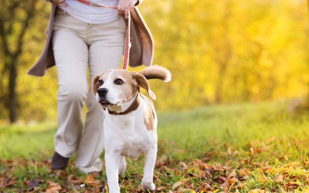 Dog Owners In Auckland Feel policed As Council Looks To Change