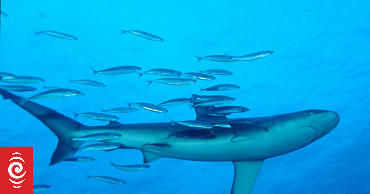 Shark scientist - Riley Elliot | RNZ