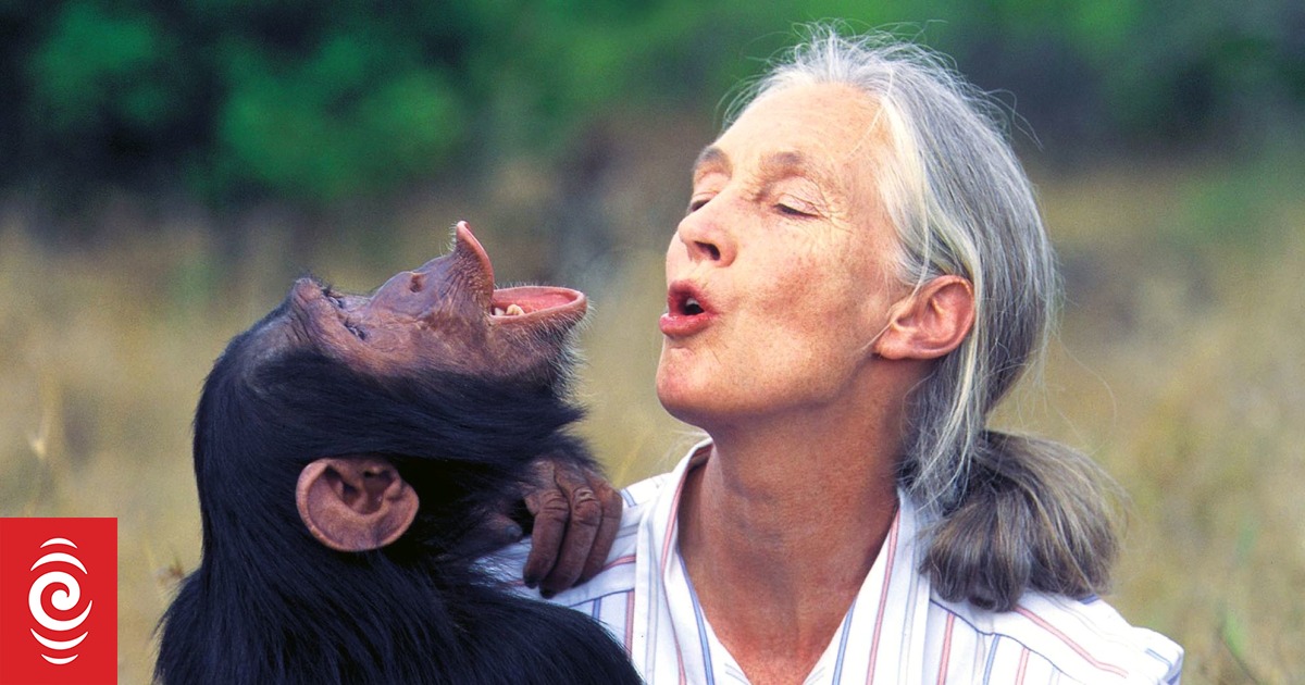 Chimp expert Jane Goodall visits NZ | RNZ News
