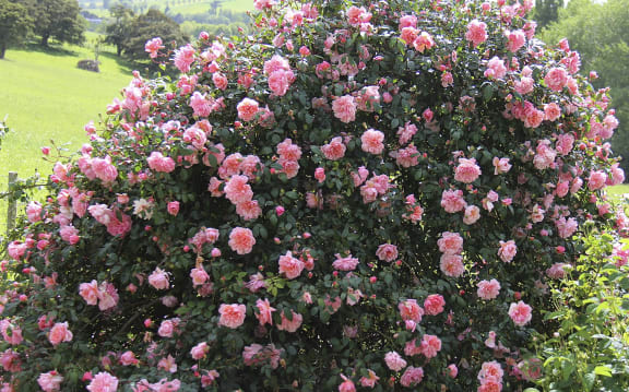 Blooming with history: bringing back NZ's heritage roses | RNZ