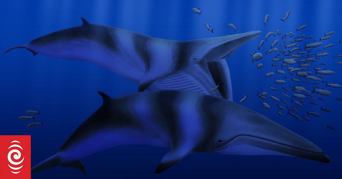 Pre-Ice Age whale found | RNZ News