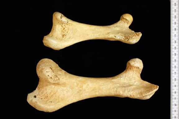 Bird bones | A Gallery from Nine To Noon | RNZ National