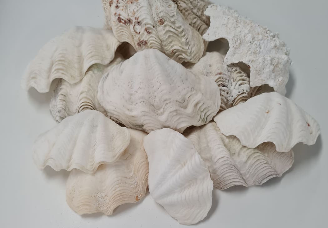 Tourists fined for bringing Pacific shell, coral souvenirs into NZ ...