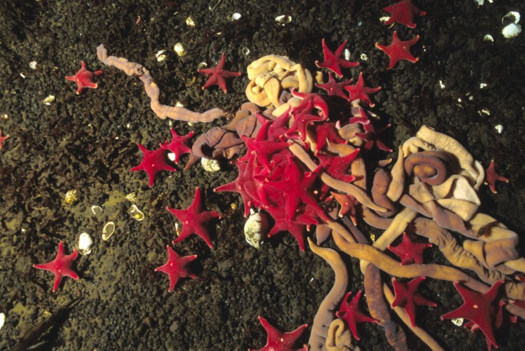 Winners or losers? Antarctic starfish and climate change | RNZ