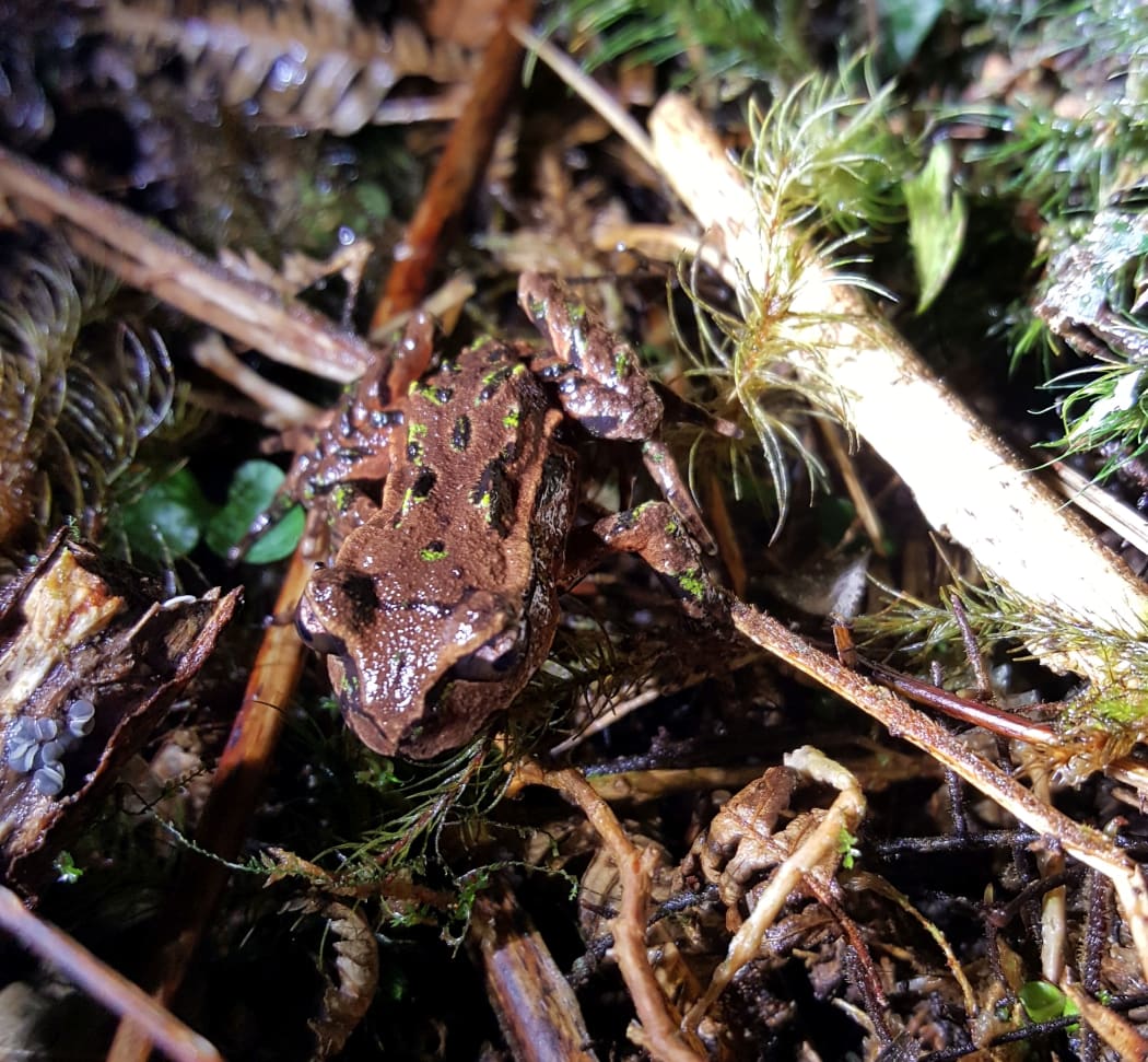 Archey's frogs thriving in the King Country | RNZ