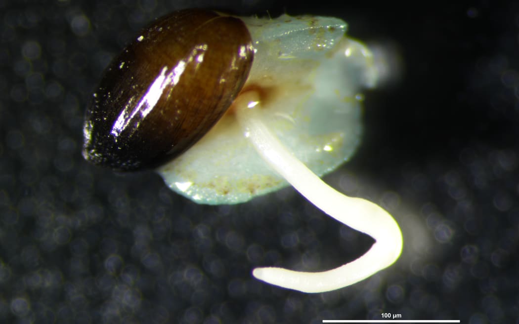 Seeds of hope for seagrass meadows | RNZ