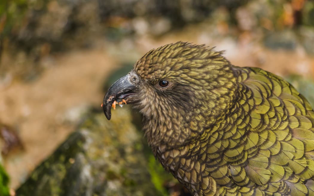 Kea have a ripper of a time with conservation group's tent | RNZ News