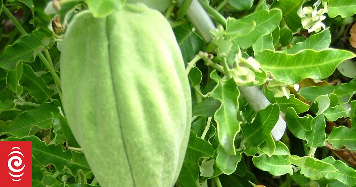 Mission to eradicate moth plants in Hawke's Bay | RNZ