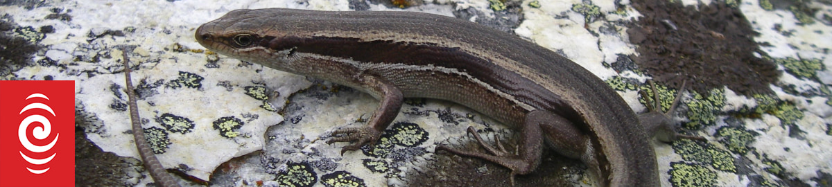 Critter of the Week: The White bellied skink | RNZ