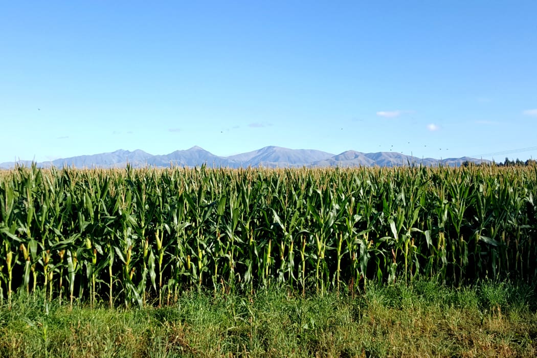 On the Farm - a wrap of farming conditions around NZ | RNZ