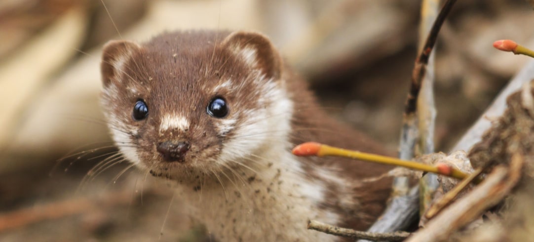 Stoat breakthrough could be the key to eradication | RNZ