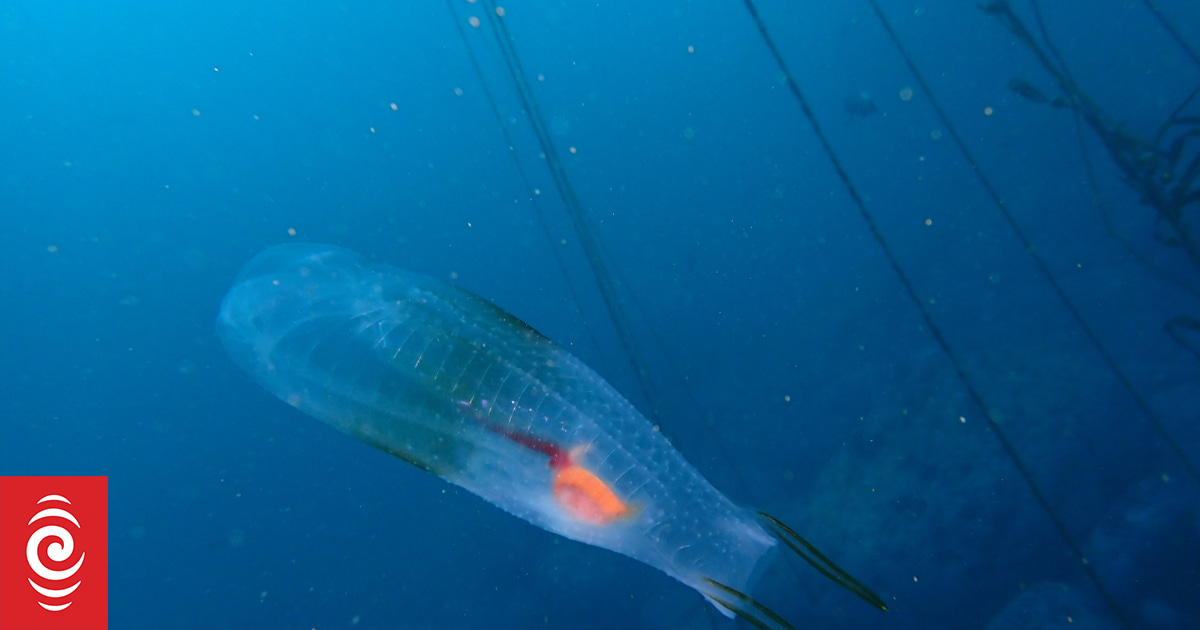 Critter of the Week - Twin-tailed Salp | RNZ