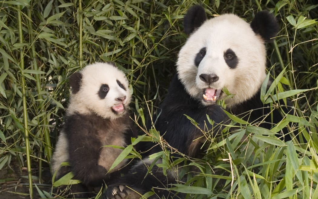 How humans resemble giant pandas | RNZ News