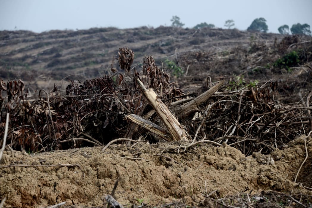 Papua deforestation threatens Indonesia's climate progress | RNZ News