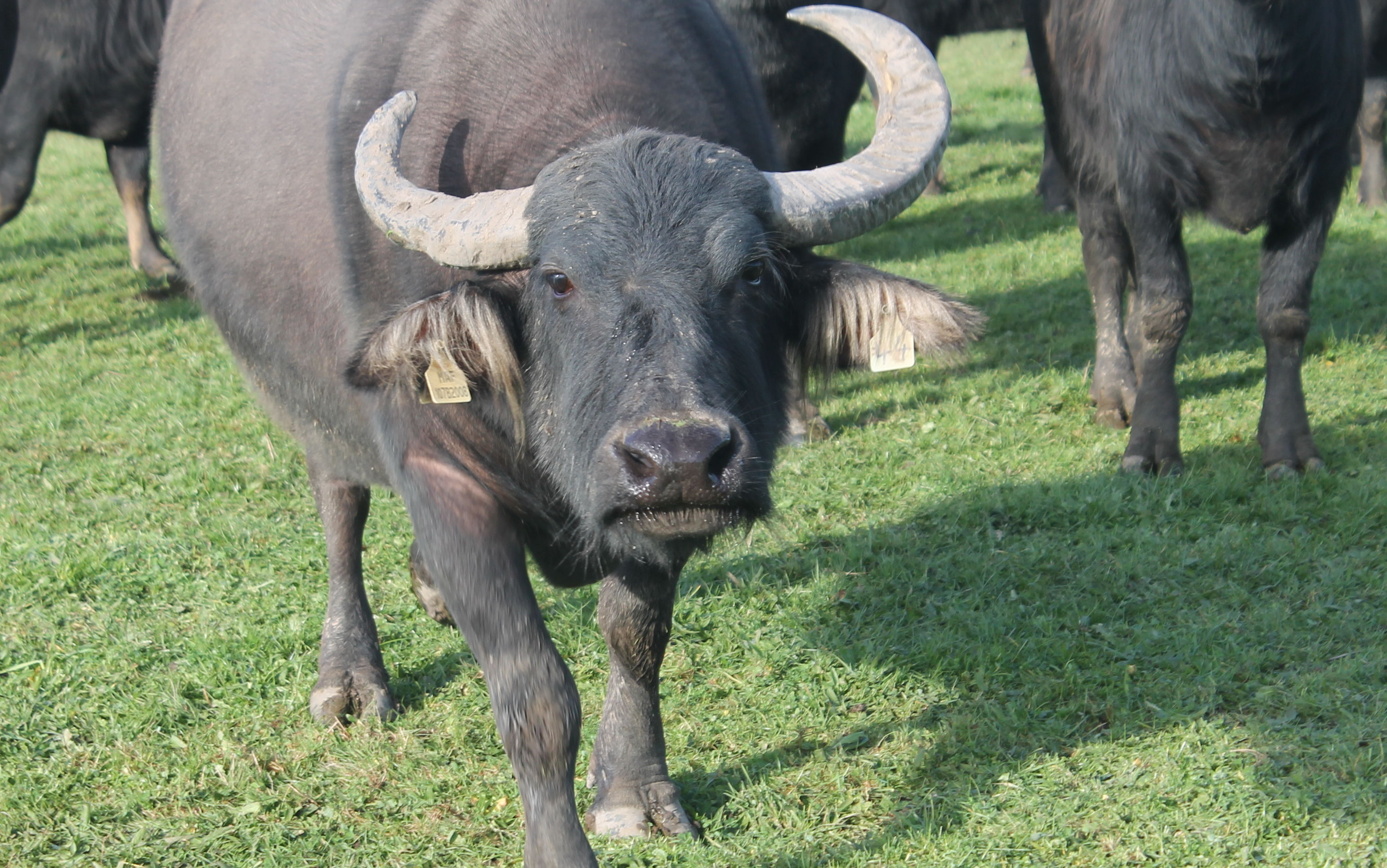 Buffaloes in Cow Country | RNZ