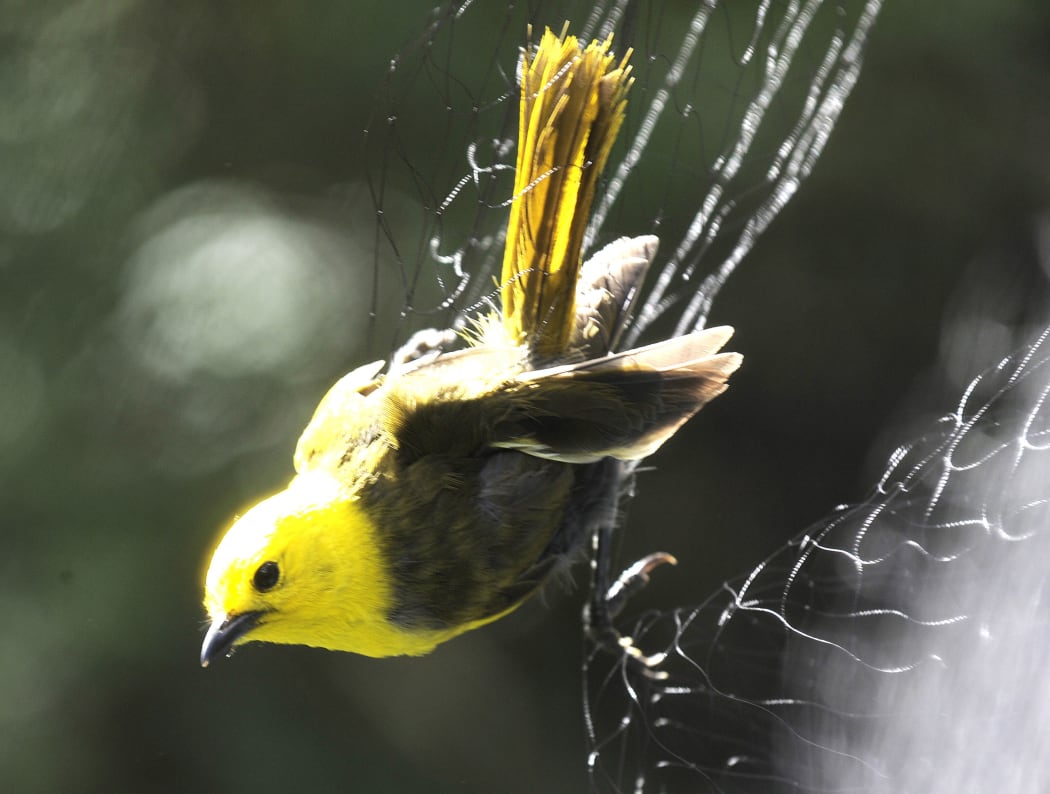 Hope for rare bird in Marlborough Sounds | RNZ News