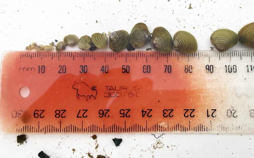 Public awareness encouraged to stop the gold clam spread | RNZ News