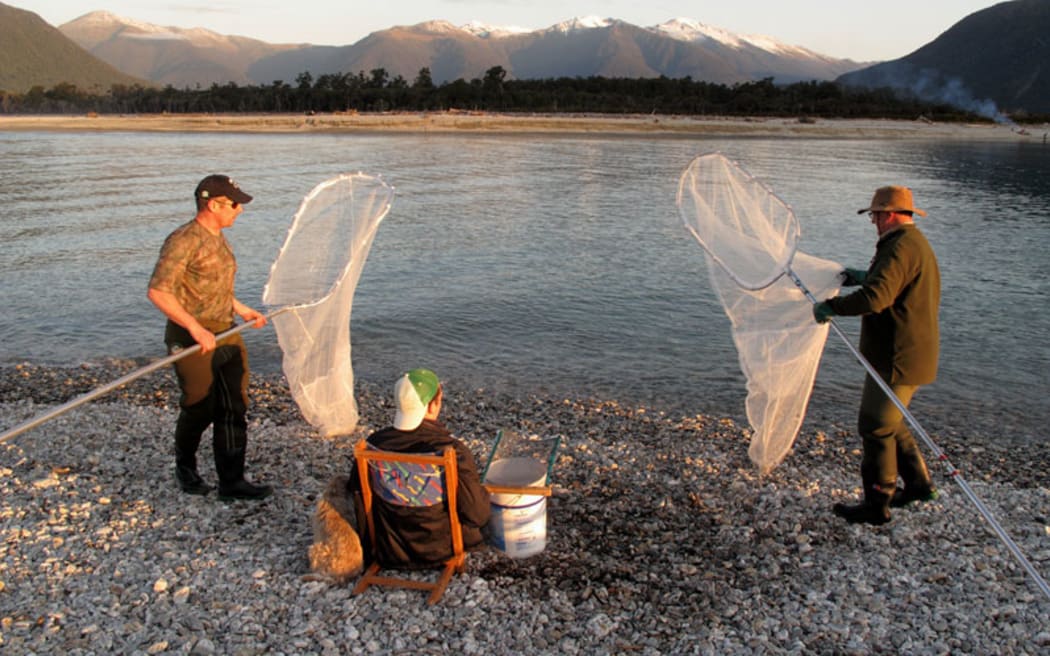 New, shorter whitebait season begins in September | RNZ News