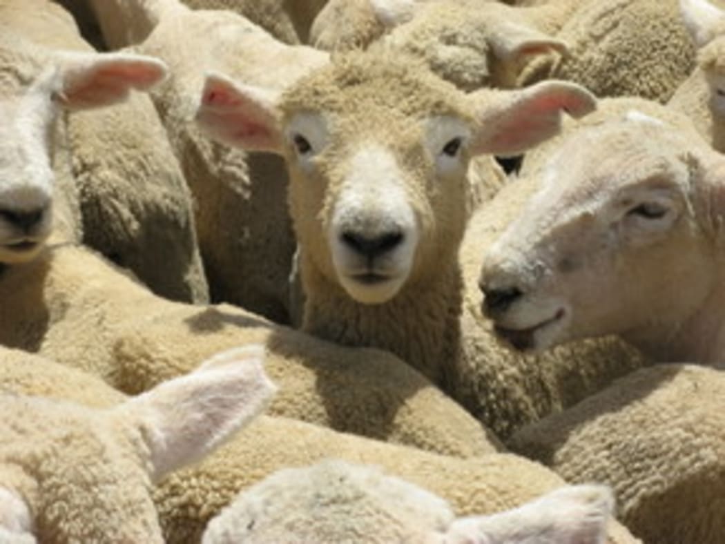 Sheep measles incidence falling | RNZ News