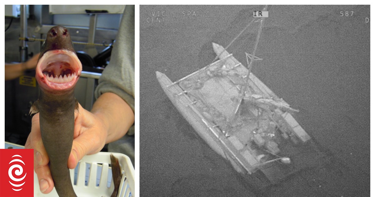 Dr Riley Elliott: Cookiecutter sharks | RNZ