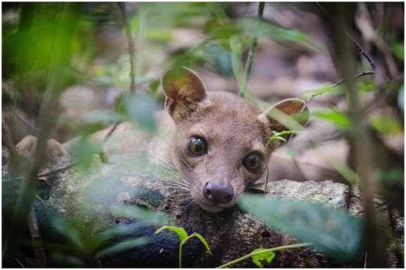 The Madagascar Flora and Fauna Group | A Gallery from Afternoons | RNZ ...