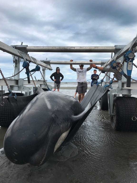 Whale-saving invention ready for summer | RNZ News